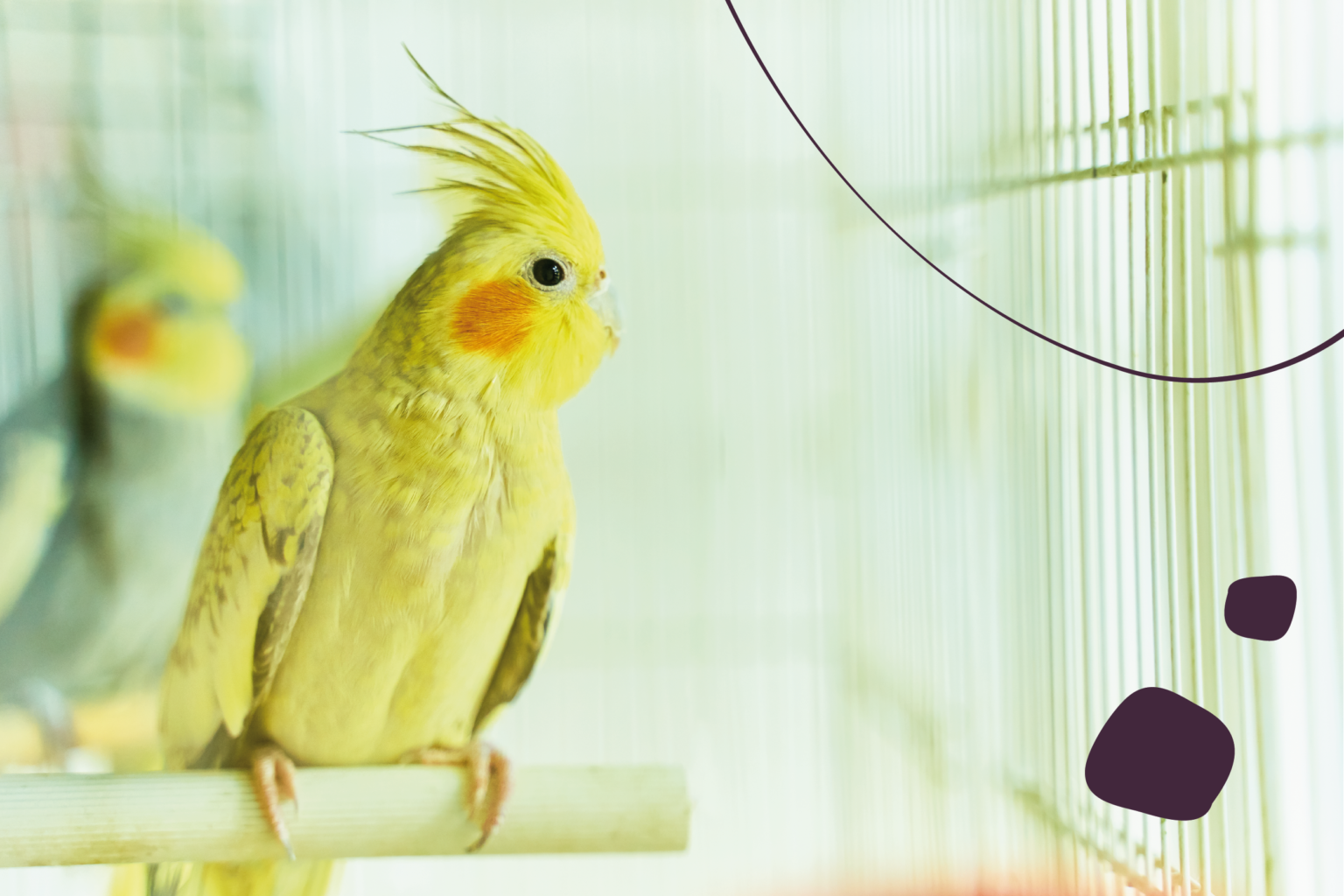Jaula para aves, cómo elegir la mejor - Grupo Yagu