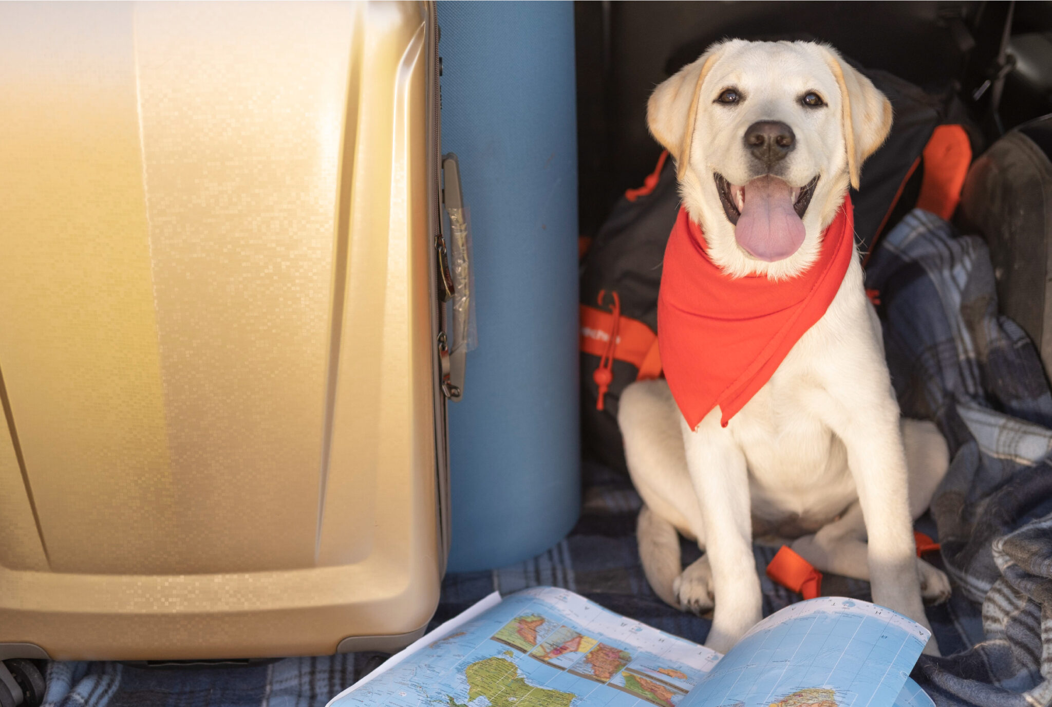 Consejos para un viaje con mascotas - Grupo Yagu